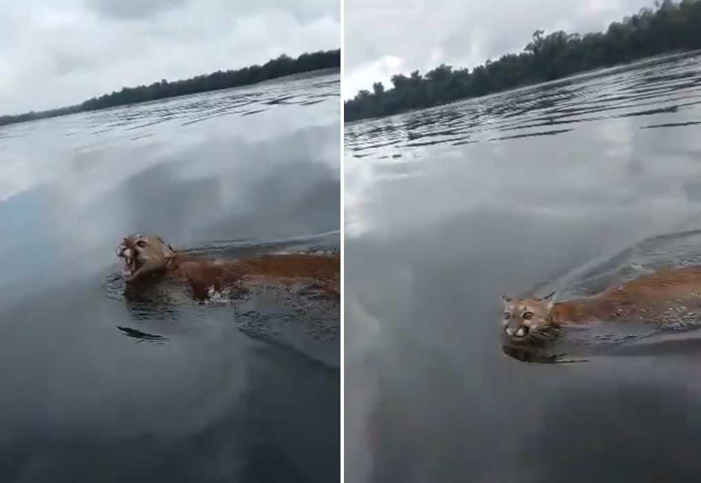 VIRAL: pescadores avistaron a un puma que cruzaba a nado el río Caura ...